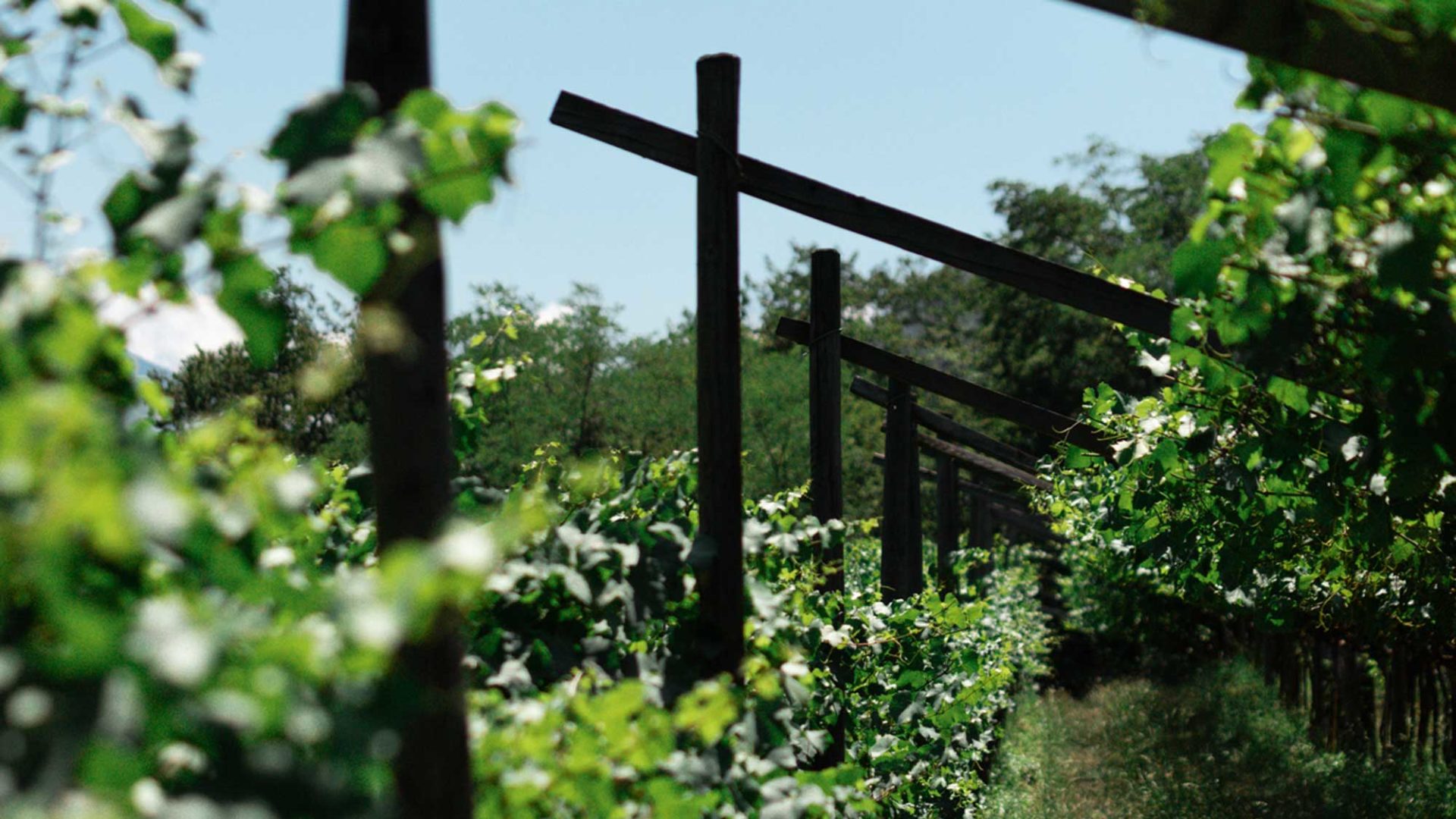Ferrari Wine Estate Tour – Defining Destinations